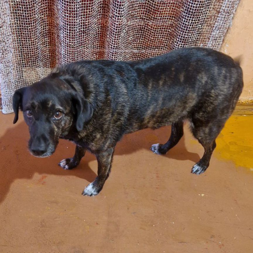 Взрослая собака в добрые руки