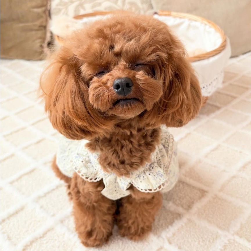 Той-пудель, щенок