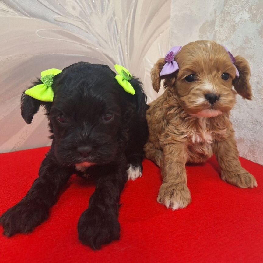 Кокапу, щенок