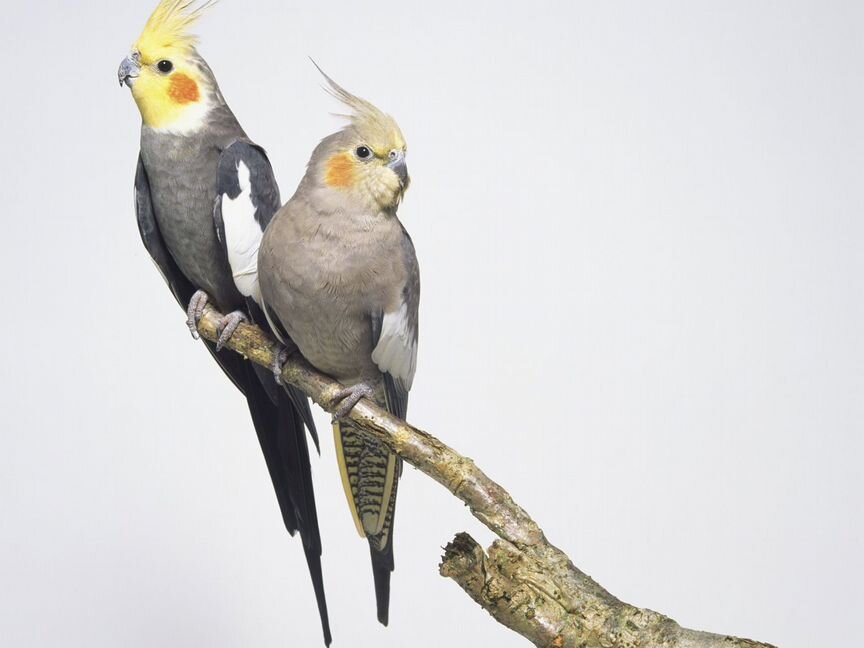 Волнистые попугаи и Кореллы птенцы