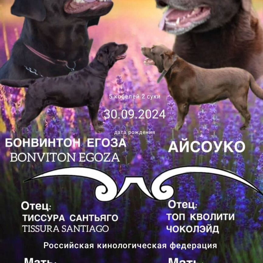 Алиментный щенок лабрадора