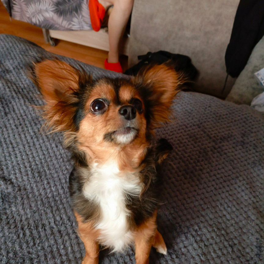 Домашние животные собаки