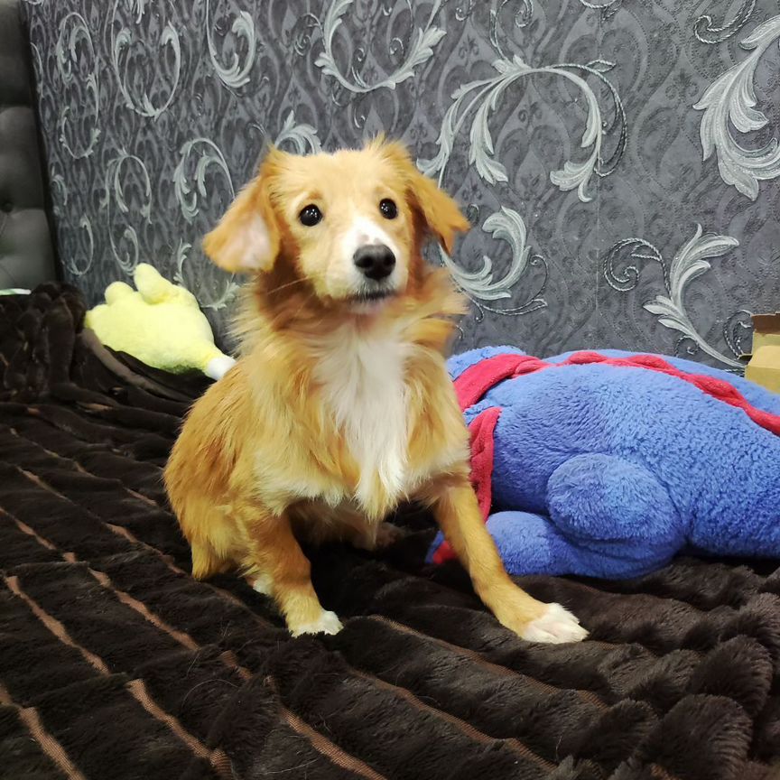 Взрослая собака в добрые руки