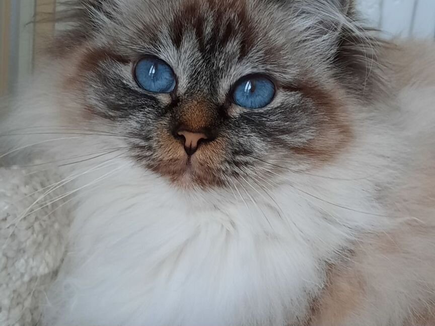 Священная бирма-девочка