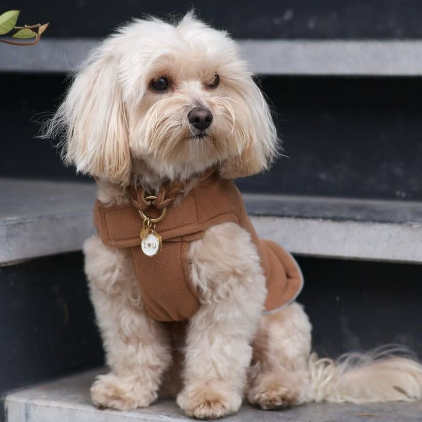 Мальтипу, щенок