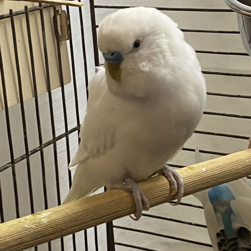 Волнистый попугай. Мальчик