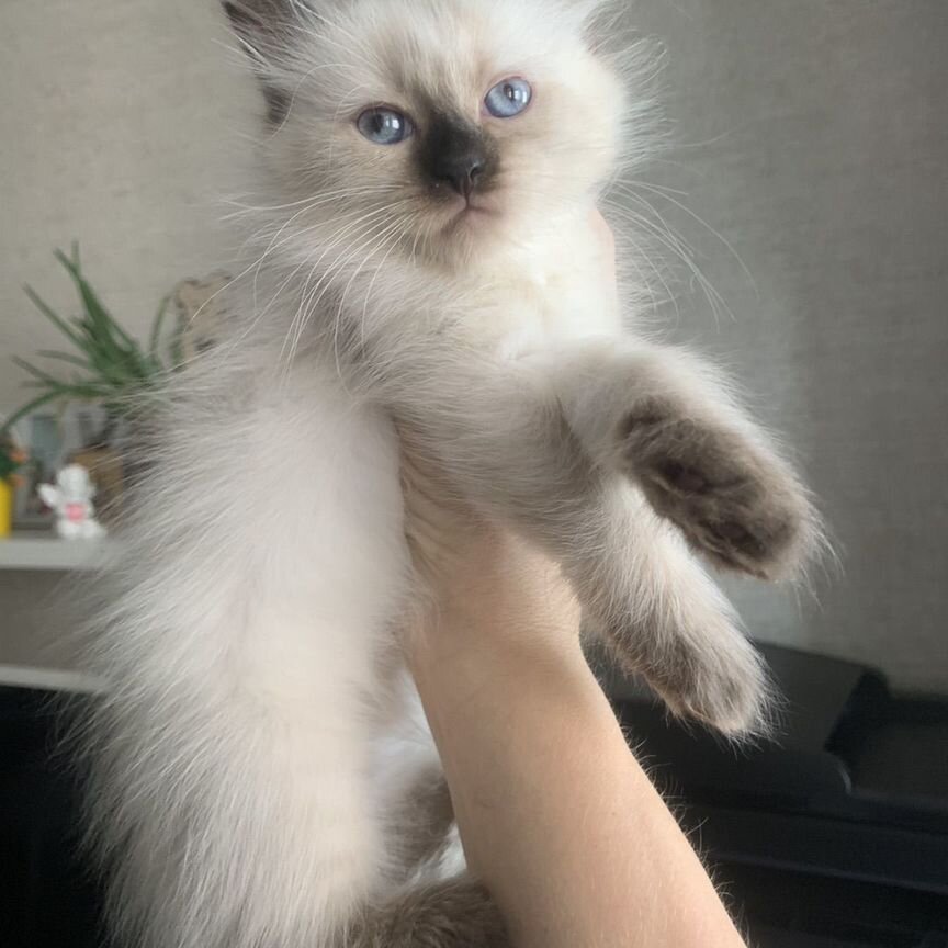 Невакие маскарадные котята