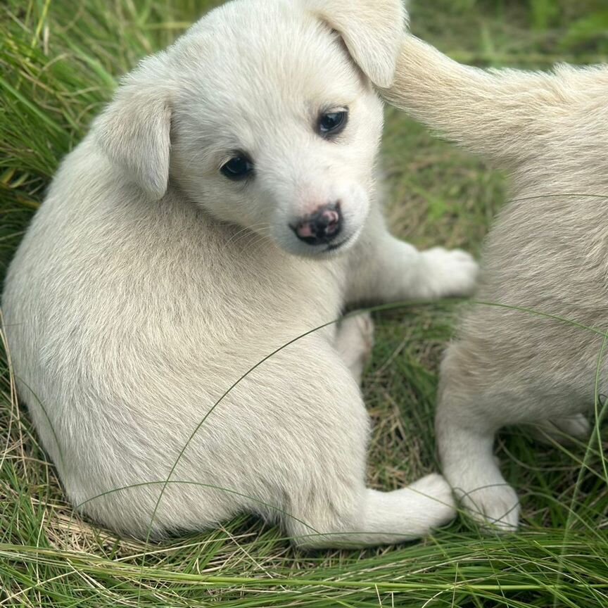 Щенок в добрые руки бесплатно
