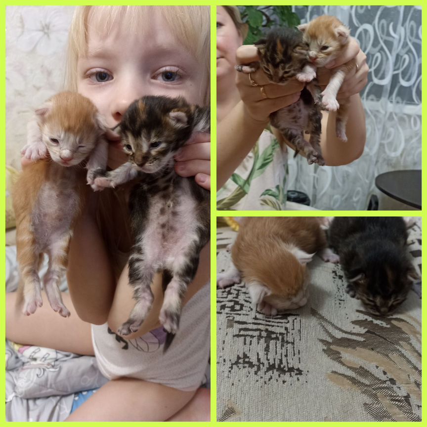 Котята мейн-кун