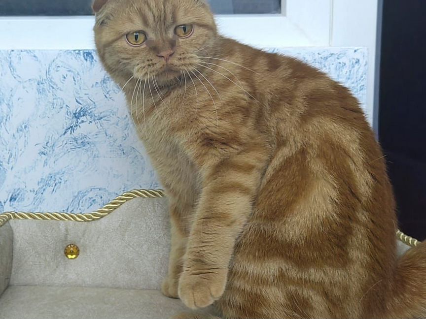 Шотландская вислоухая красавица