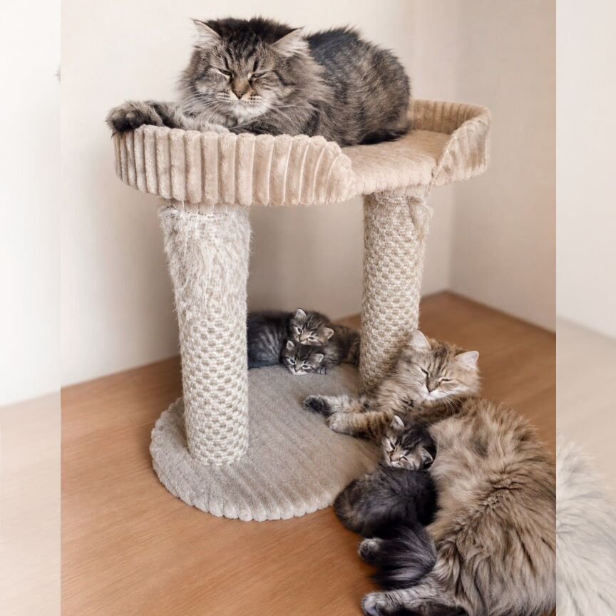Сибирский котёнок