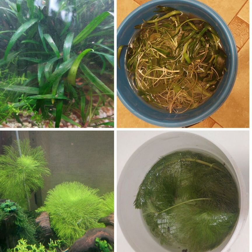 Аквариумное растение