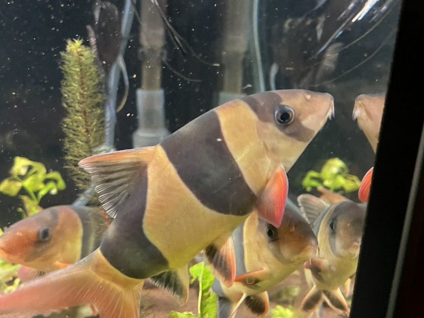 Боция клоун