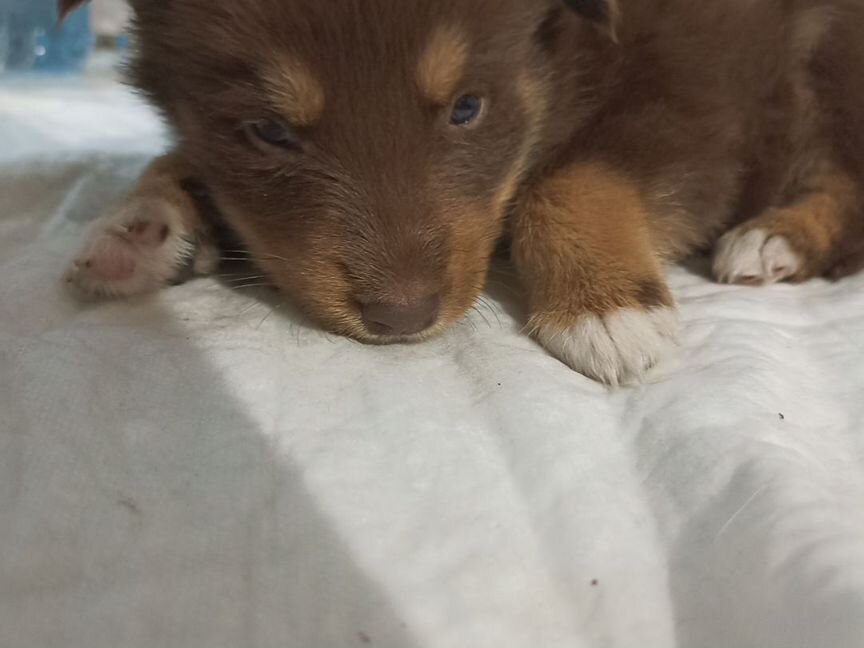 Щенок в добрые руки, помесь хаски