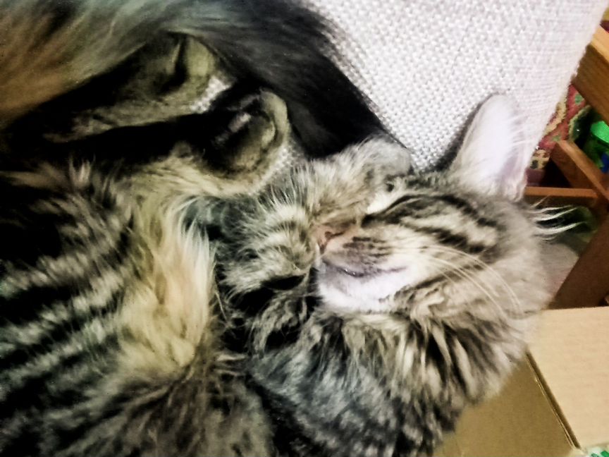 Кот в добрые руки