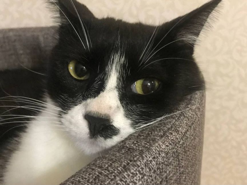 Молодой кот в добрые руки