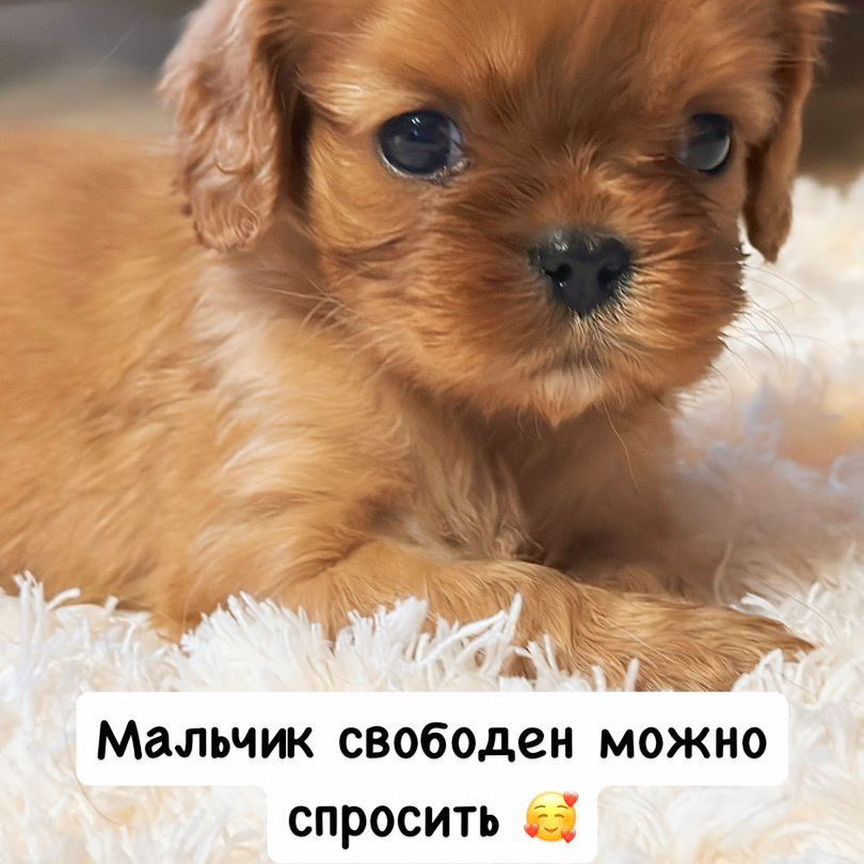 Кавалер кинг чарльз спаниель рубиновый