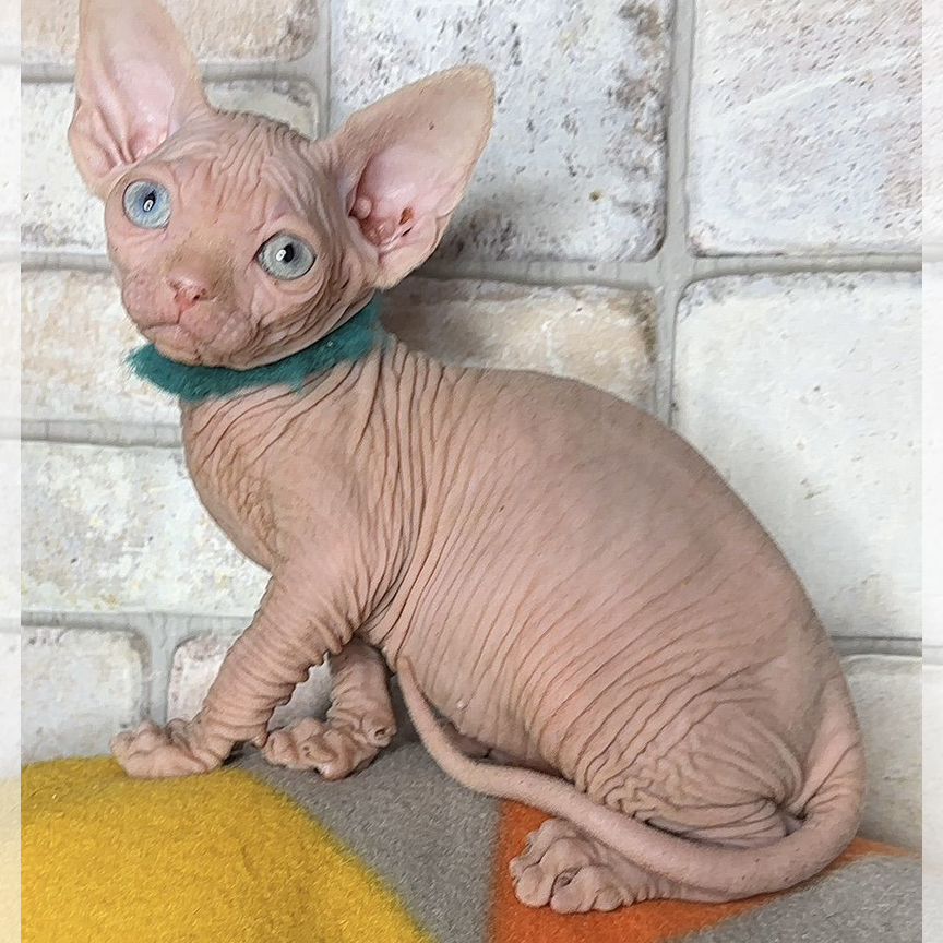 Разноглазый Канадский сфинкс котенок