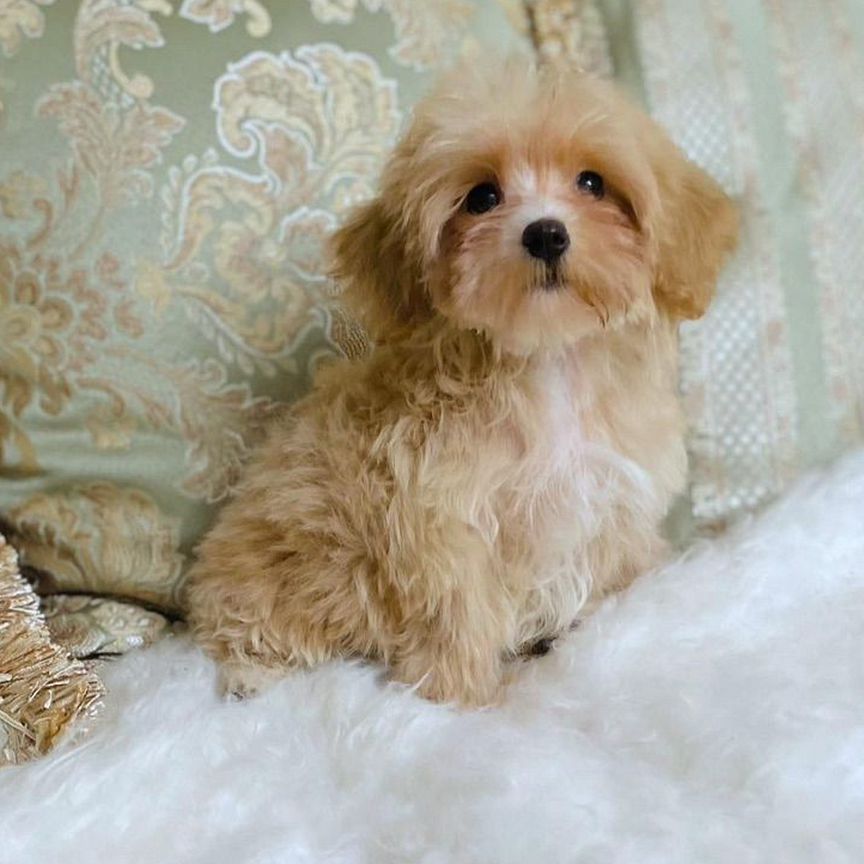 Мальтипу f1 мини от пуделя Китай