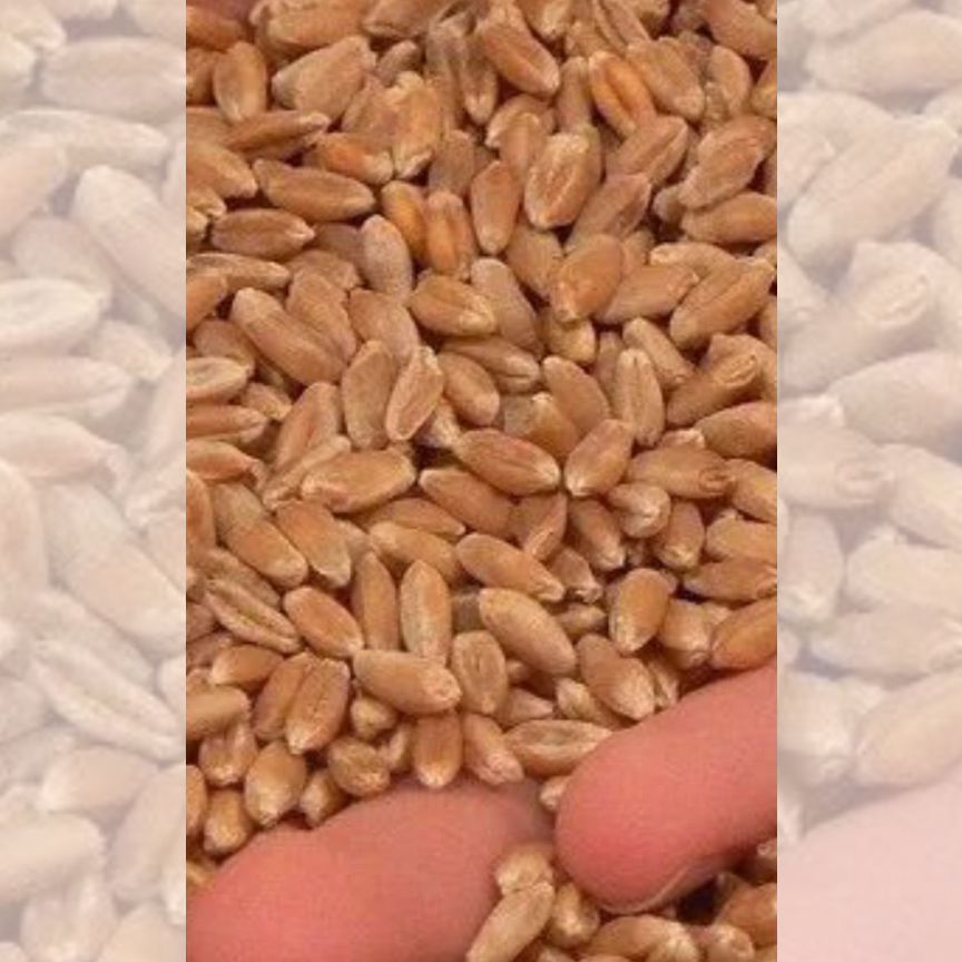 Зерно пшеница