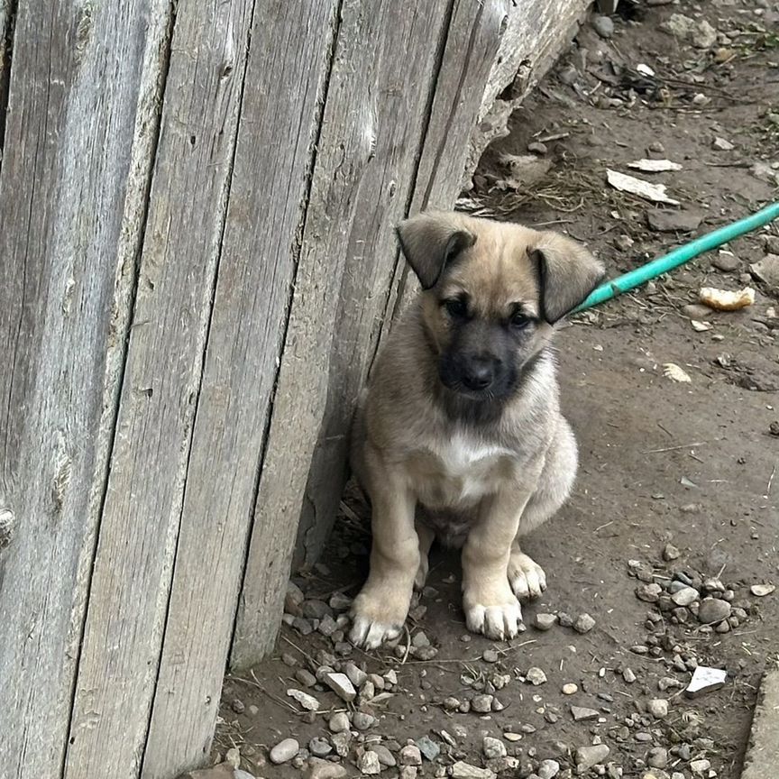 Щенок в добрые руки бесплатно