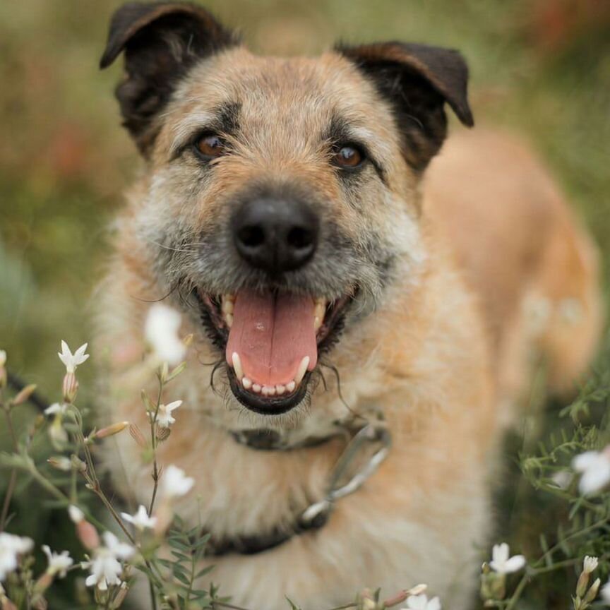 Взрослая собака в добрые руки