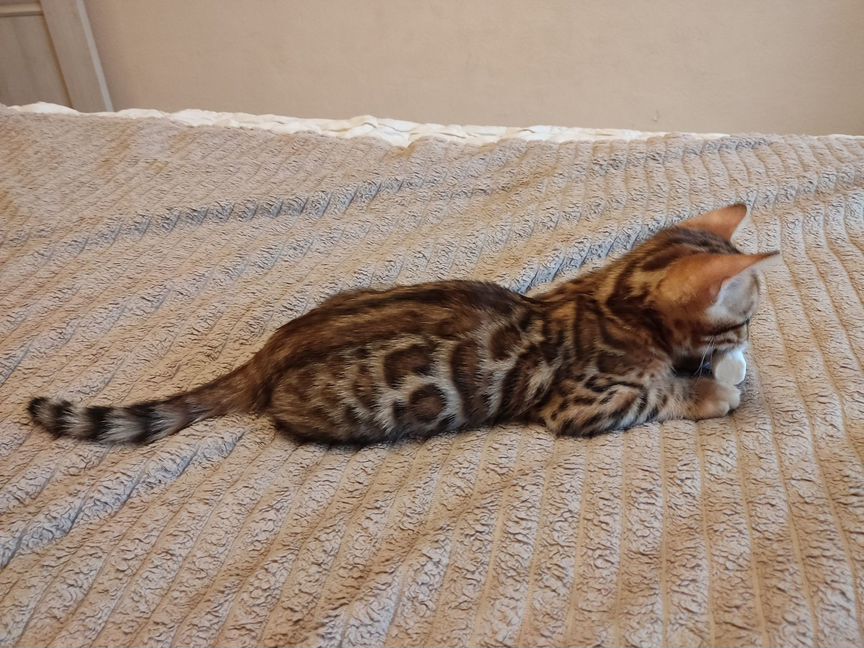 Бенгальские котята
