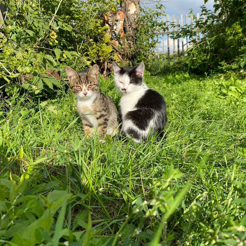 Котята в добрые руки