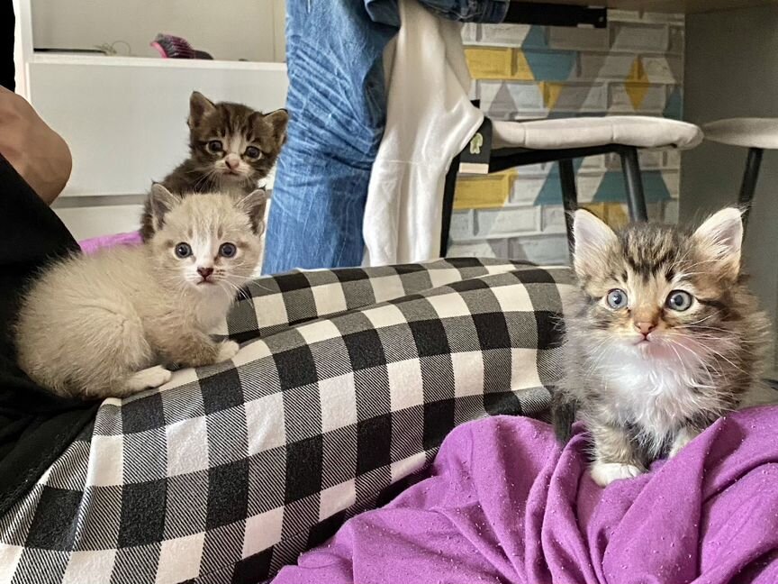 Маленькие котята в добрые руки