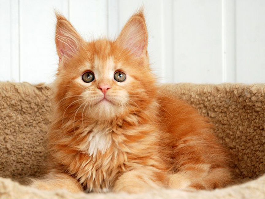 Мейн-кун красный котик котенок