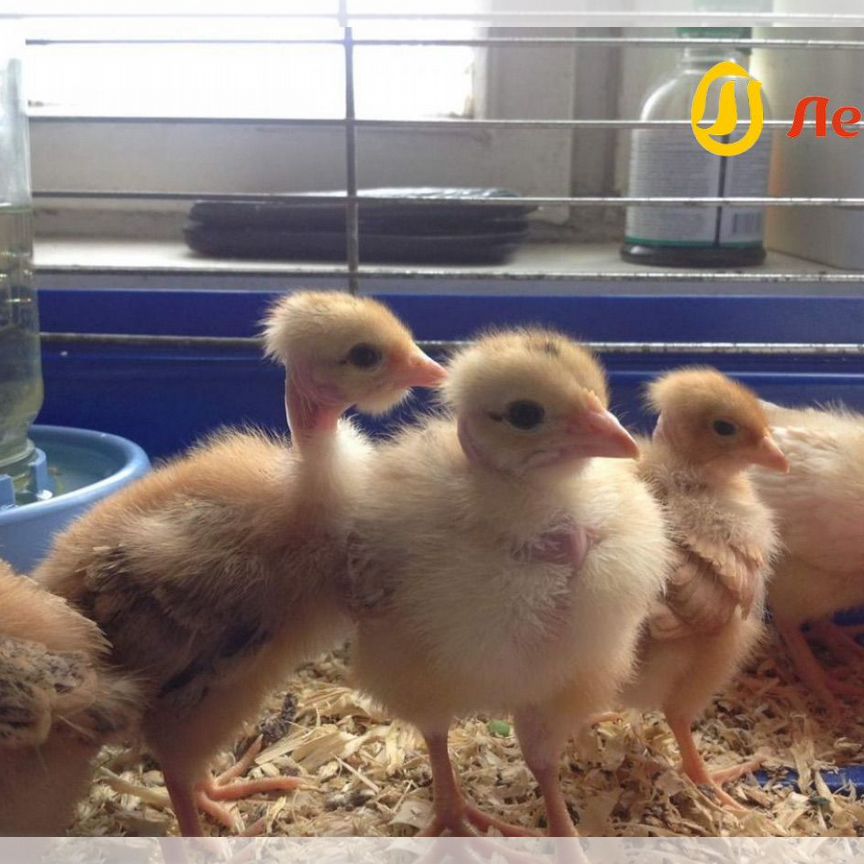Цыплята Голошейка суточные в наличие и под заказ