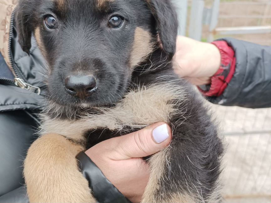 Микки в добрые руки