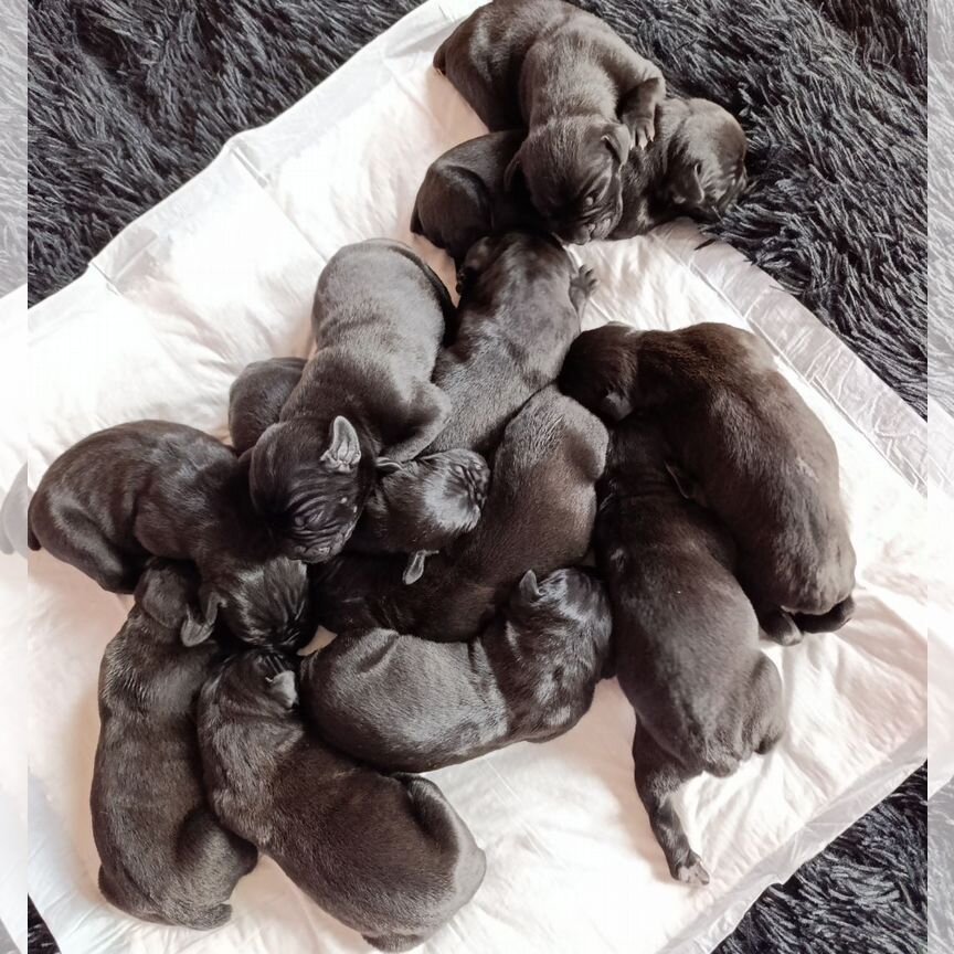 Щенки Кане-Корсо Волгодонск