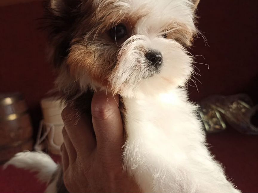 Мини принцесса