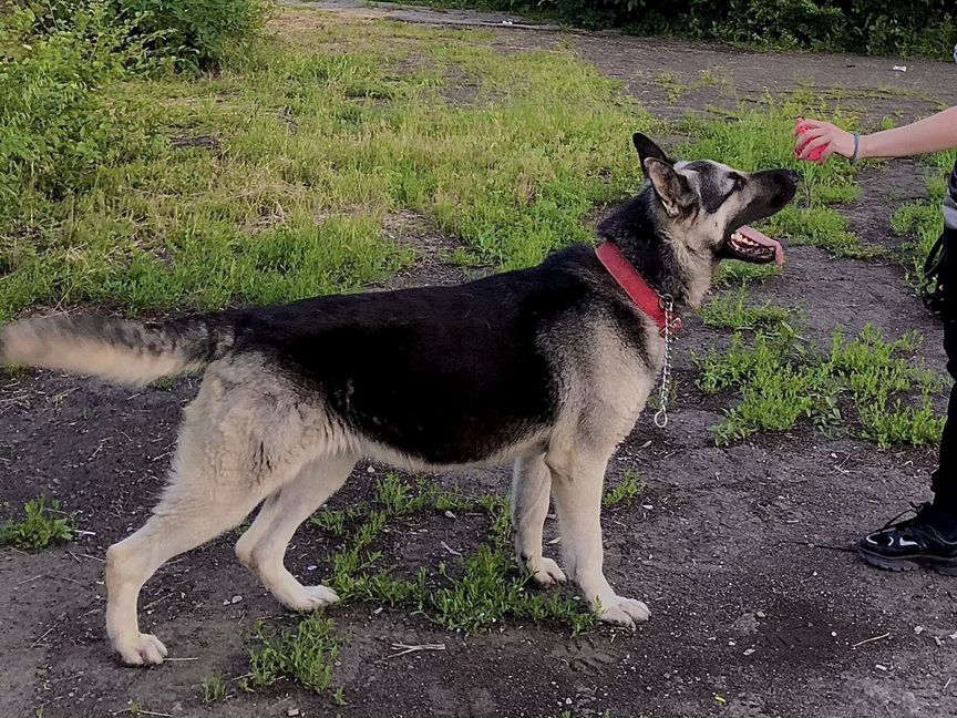 Восточноевропейская овчарка, кобель на вязку
