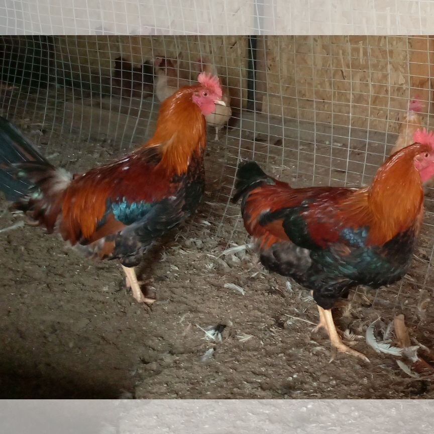 Продам молодых петушков на развод