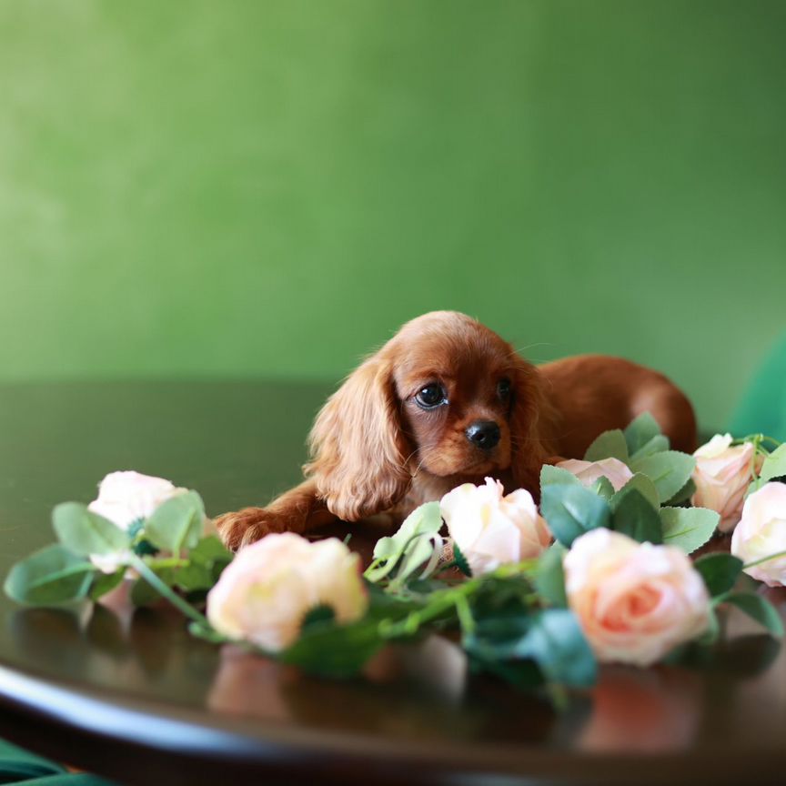 Кавалер кинг Чарльз спаниель девочки рубин