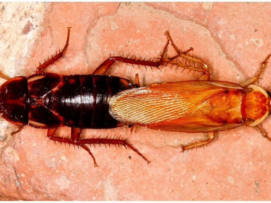 Кормовые насекомые