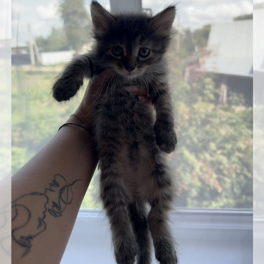 Котята ищут дом