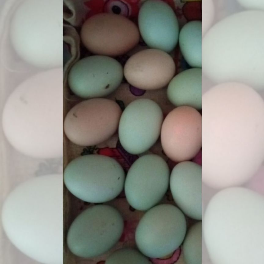 Яйца для инкубации доминант