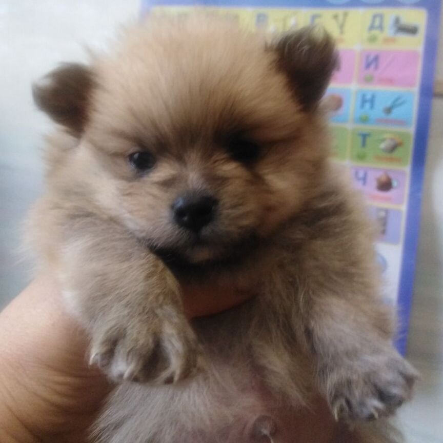 Шпиц +болонка