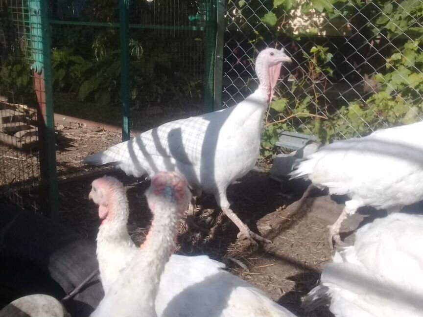 Индюк, вывелся домашней индейкой 30 апреля