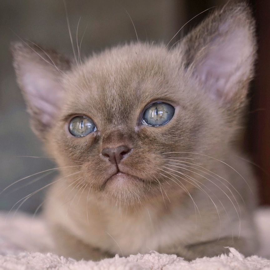 Котята европейской бурмы