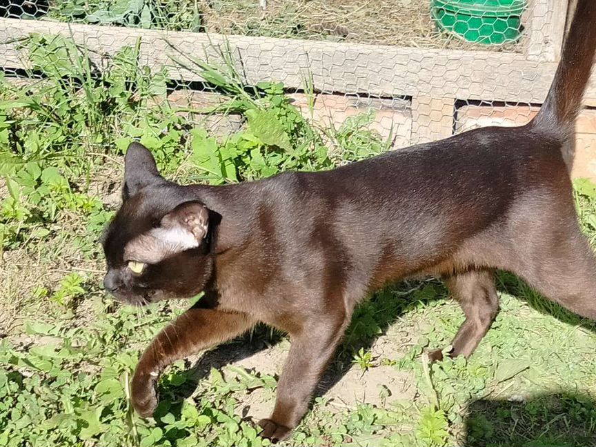 Вязка бурмы