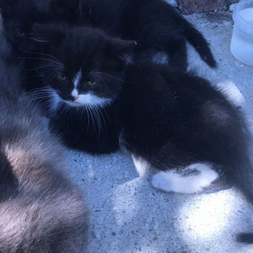 Котята в добрые руки