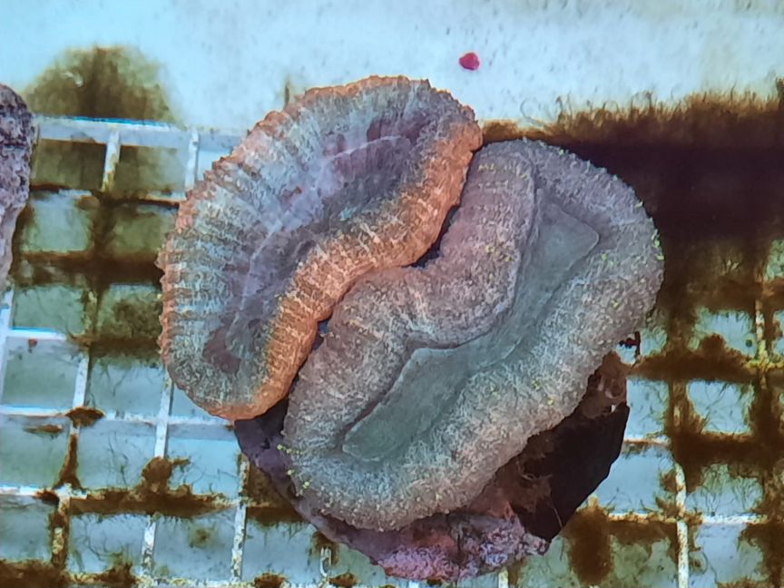 Коралл лобофилия