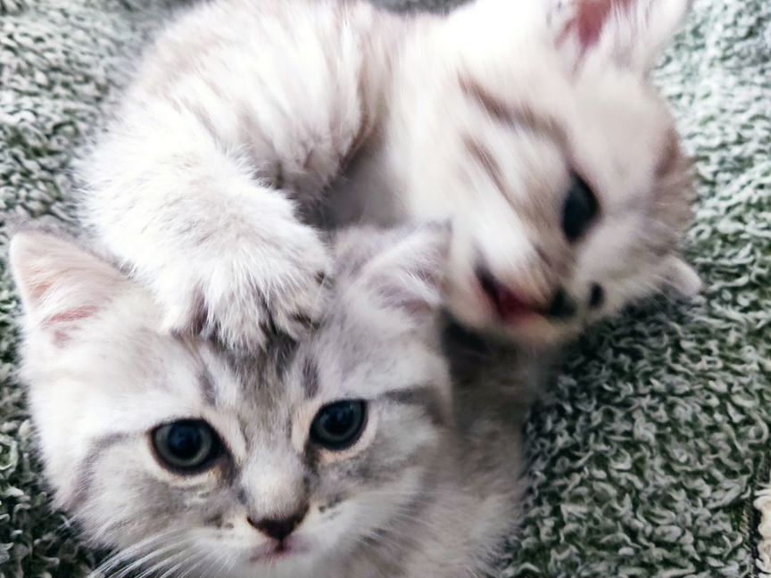 Британская серебристая шиншилла