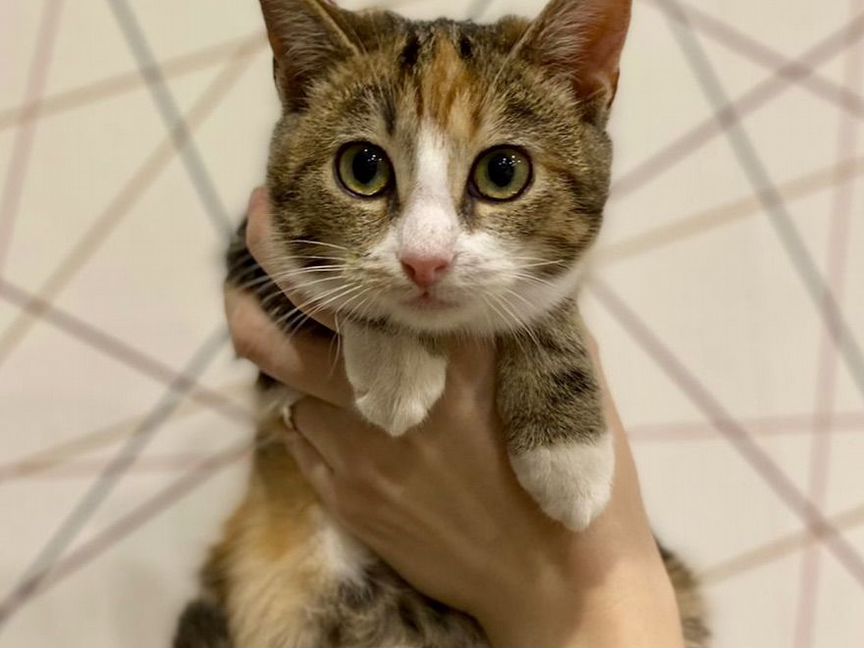Котенок трехцветный на счастье