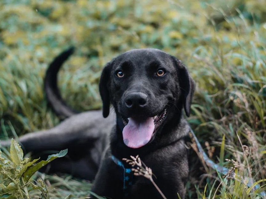 Букля ищет дом