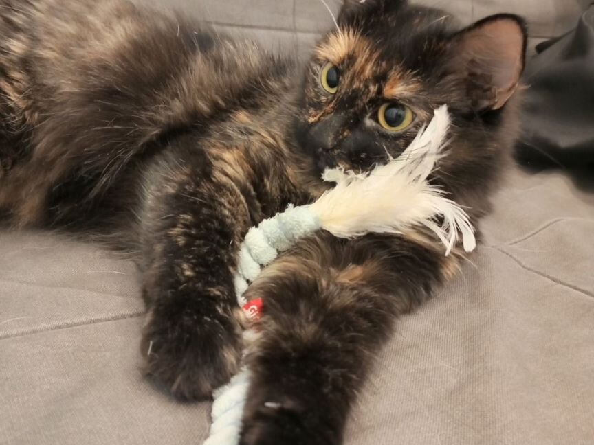 Кошка в добрые руки
